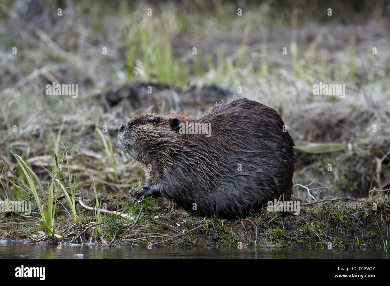 Castor canadensis hi-res stock photography and images - Alamy