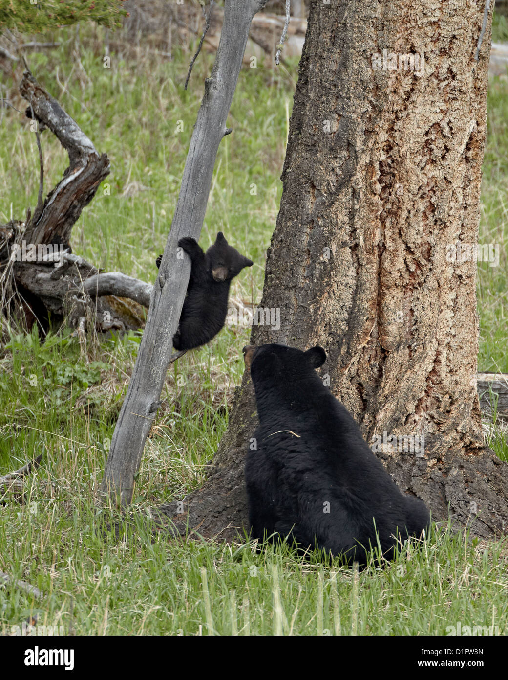 Black bear sow cub hi-res stock photography and images - Alamy