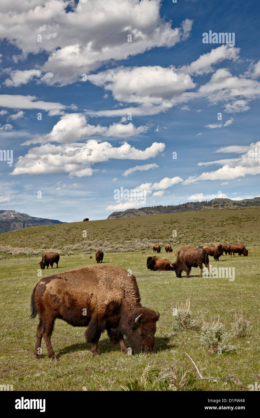 Bison (Bison bison) cows grazing, Yellowstone National Park, Wyoming ...