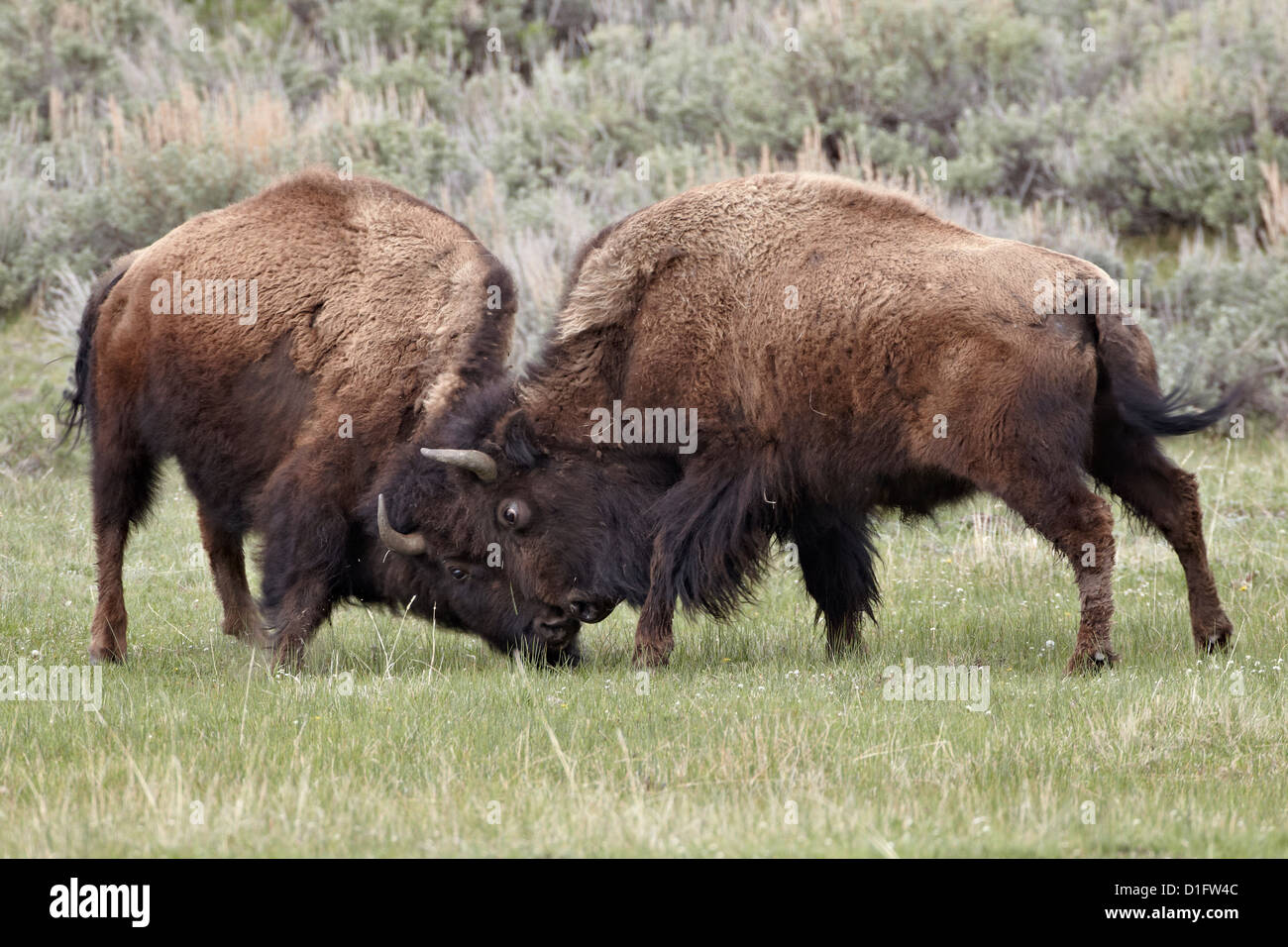 Bison (Bison bison) cows sparring, Yellowstone National Park, Wyoming ...