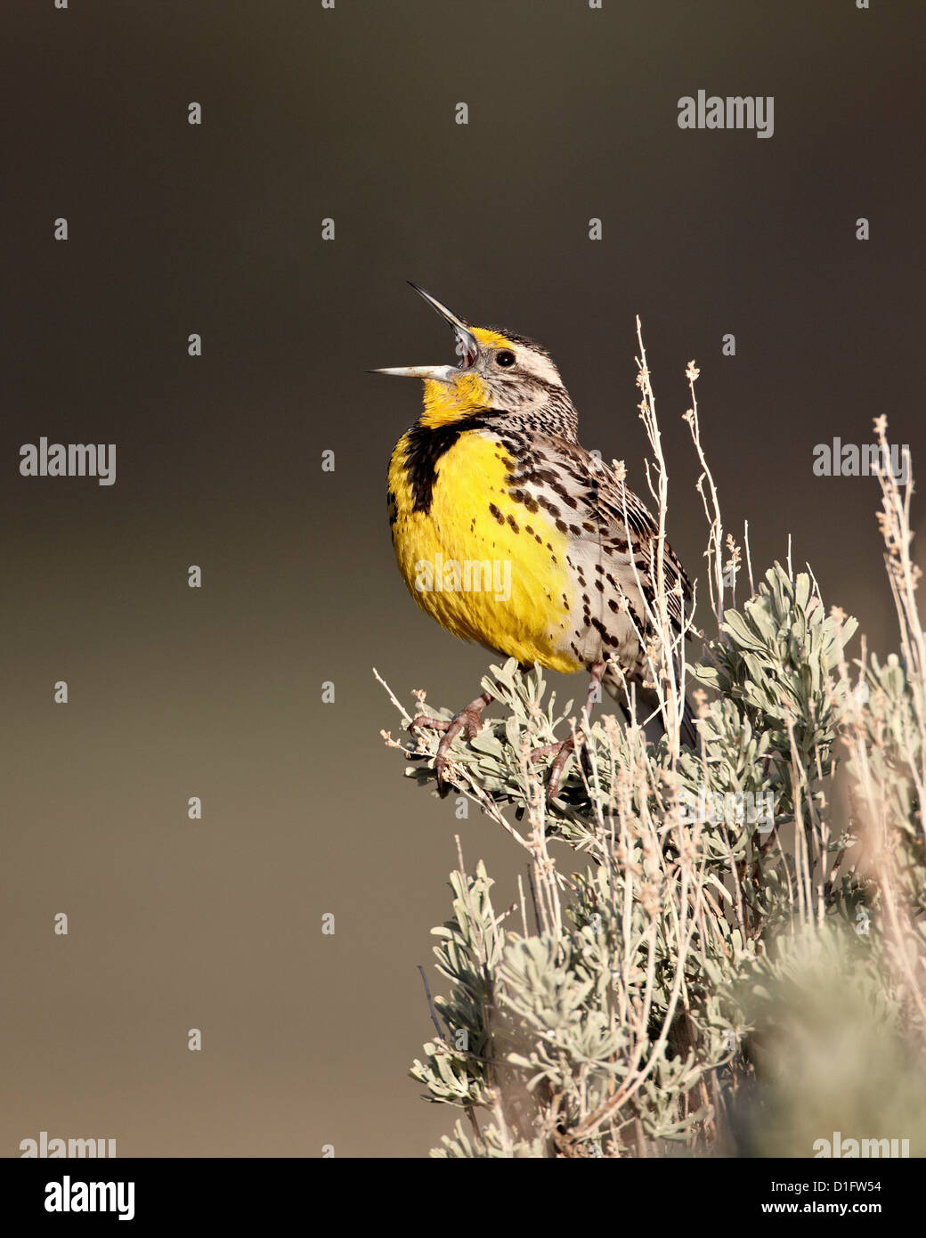 Western meadowlark (Sturnella neglecta) singing, Yellowstone National ...