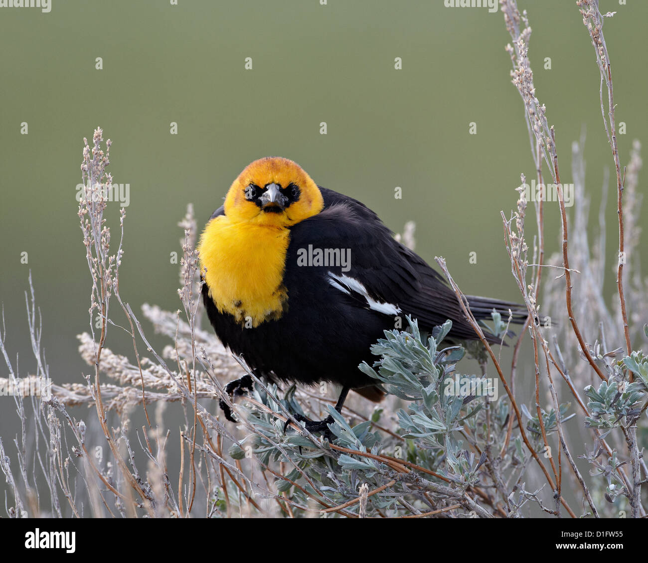 Xanthocephalus hi-res stock photography and images - Alamy