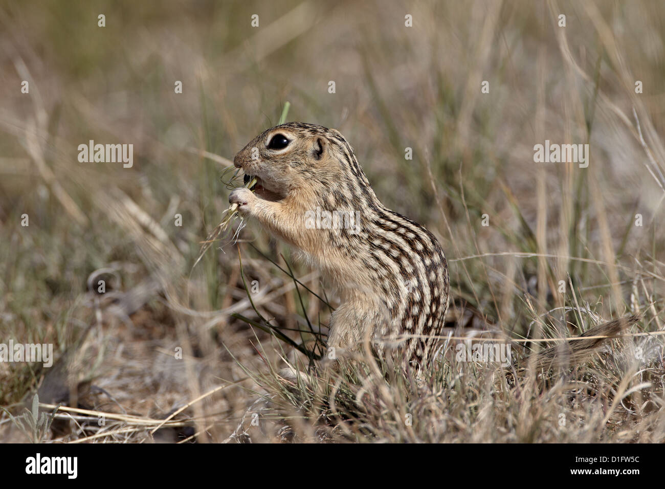 Thirteen Lined Ground Squirrel Hi Res Stock Photography And Images Alamy
