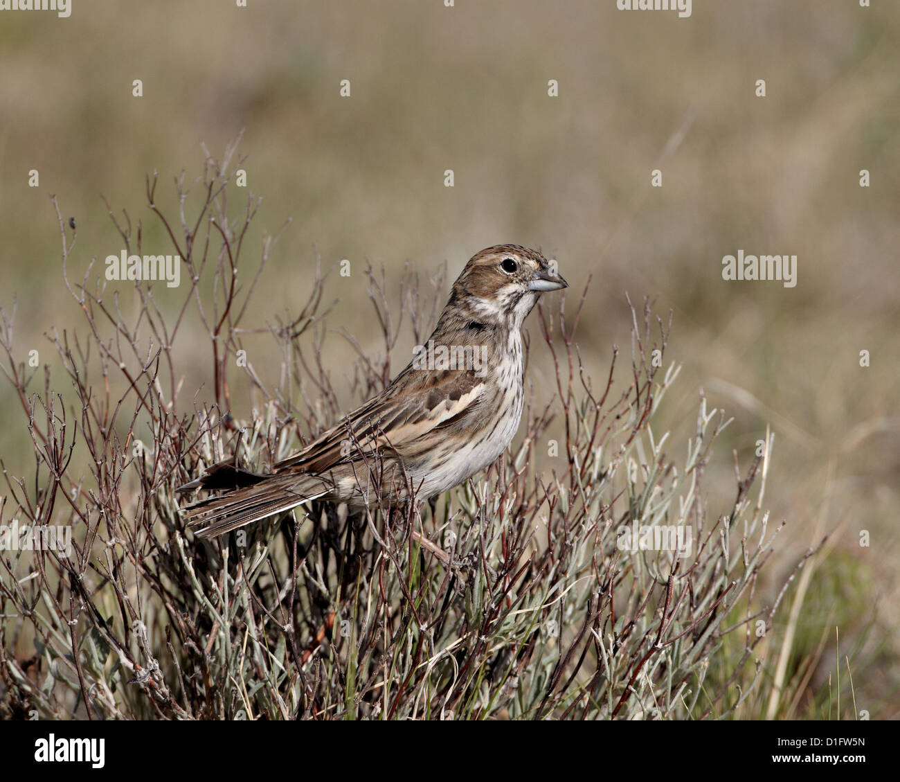 Female lark bunting (Calamospiza melanocorys), Pawnee National ...