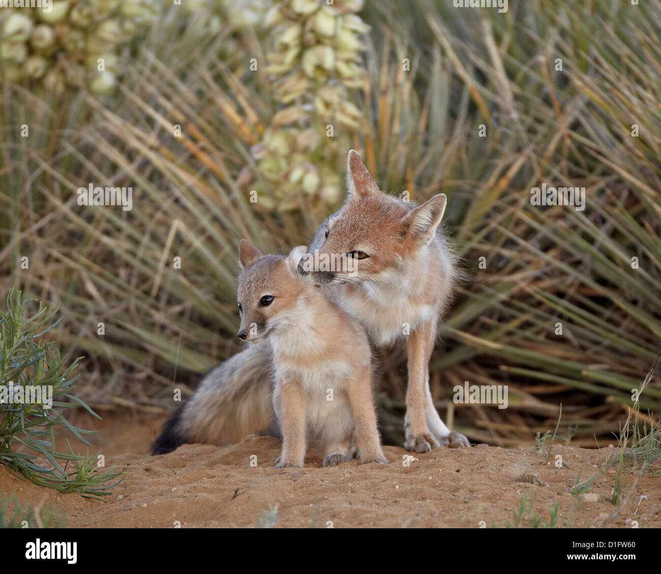 Swift fox (Vulpes velox) vixen grooming a kit, Pawnee National ...
