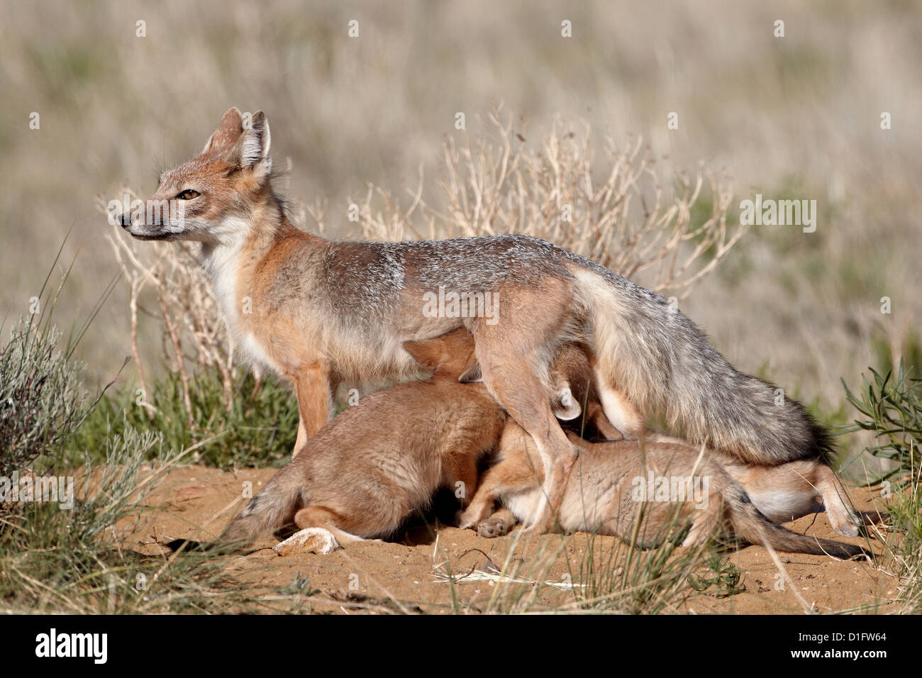 Swift fox (Vulpes velox) vixen nursing her four kits at their den ...