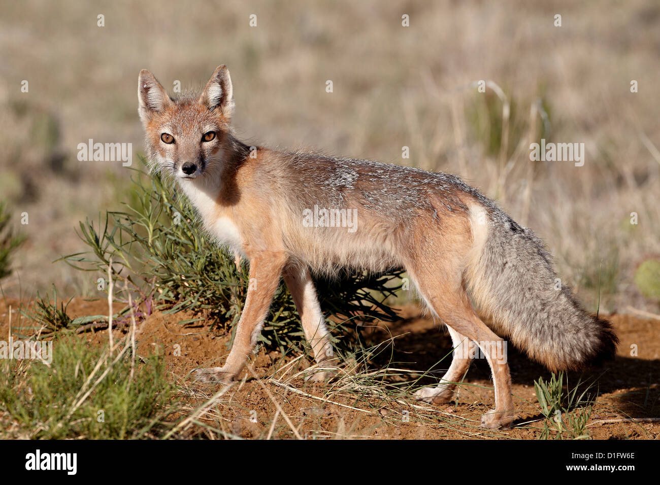 Swift fox (Vulpes velox), Pawnee National Grassland, Colorado, United ...