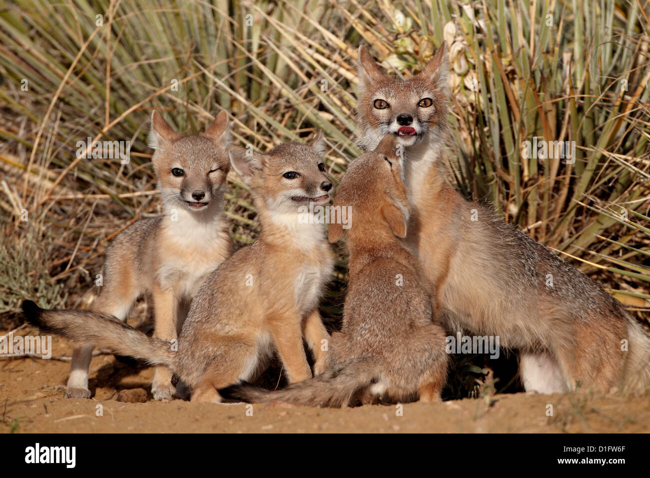 Fox Den High Resolution Stock Photography and Images - Alamy