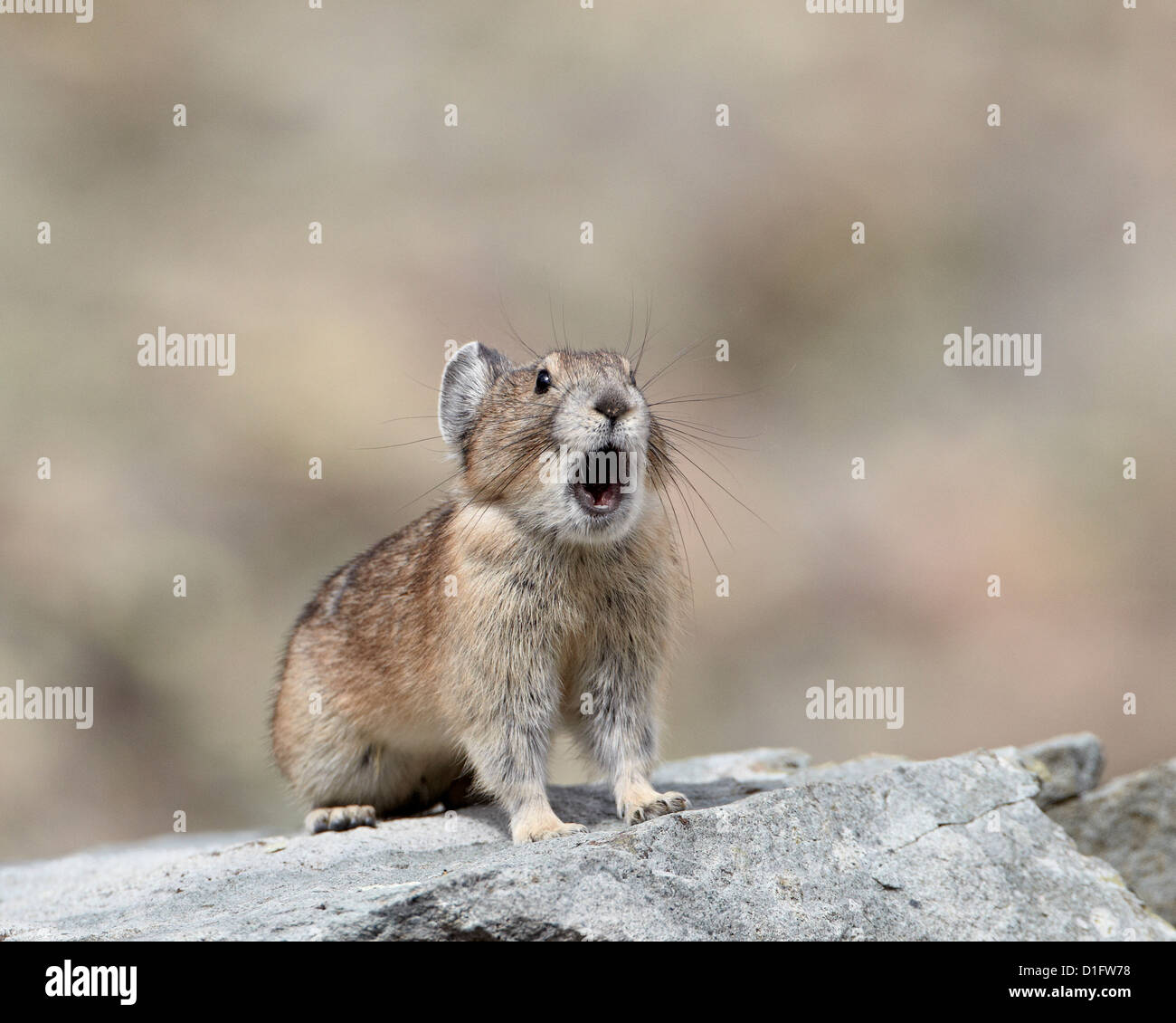 American pika (Ochotona princeps) calling, San Juan National Forest ...