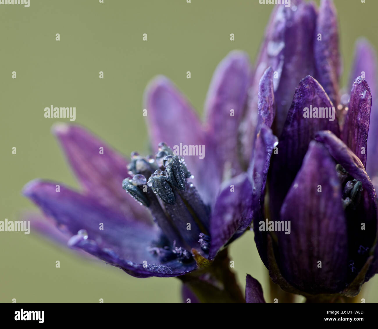 Star gentian (felwort) (Swertia perennis), San Juan National Forest ...