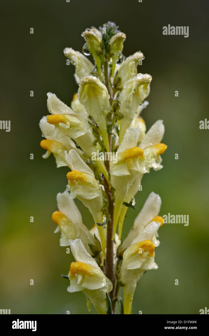 Butter-and-eggs (common toadflax) (yellow toadflax) (Linaria vulgaris ...