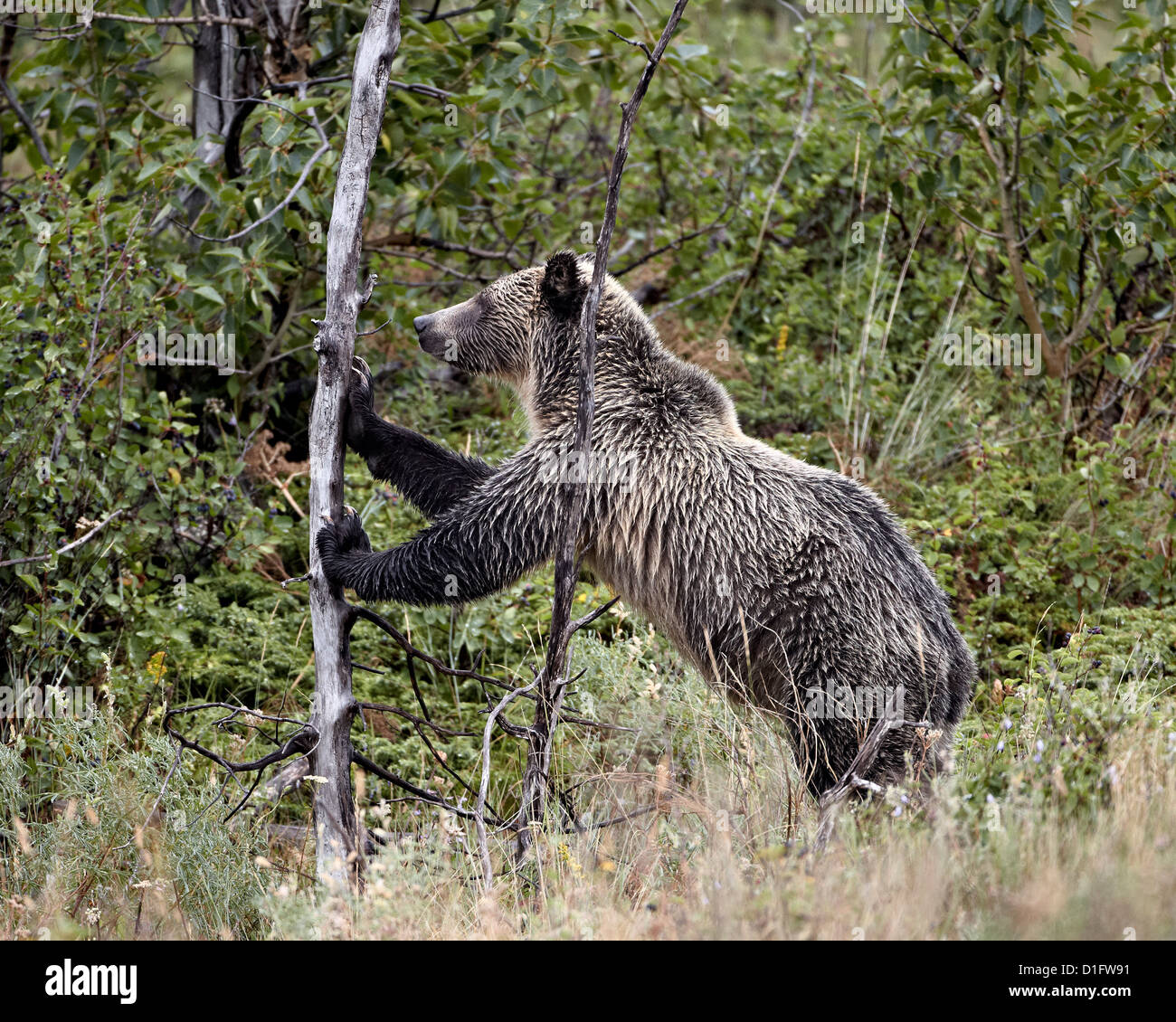 Grizzly bear (Ursus arctos horribilis) pushing over a dead tree ...