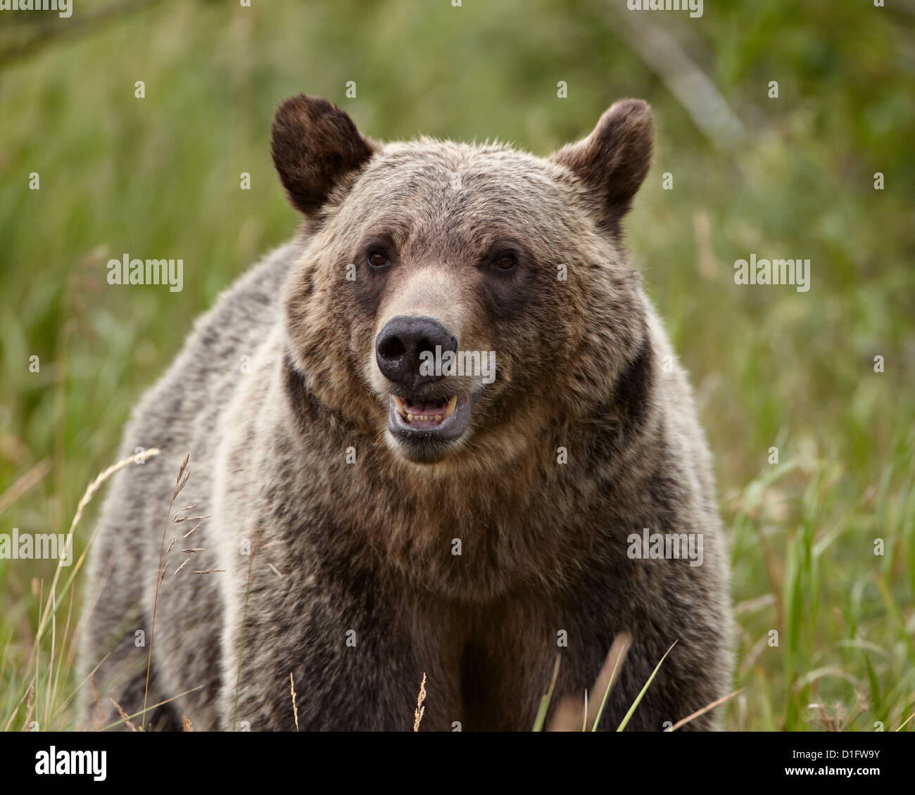 Grizzly bear (Ursus arctos horribilis), Glacier National Park, Montana ...