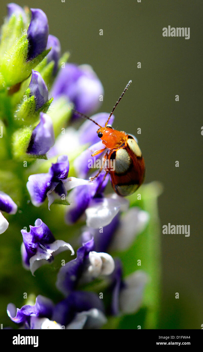 Michelle von horsten macro micro close up flower insect africa hi-res ...