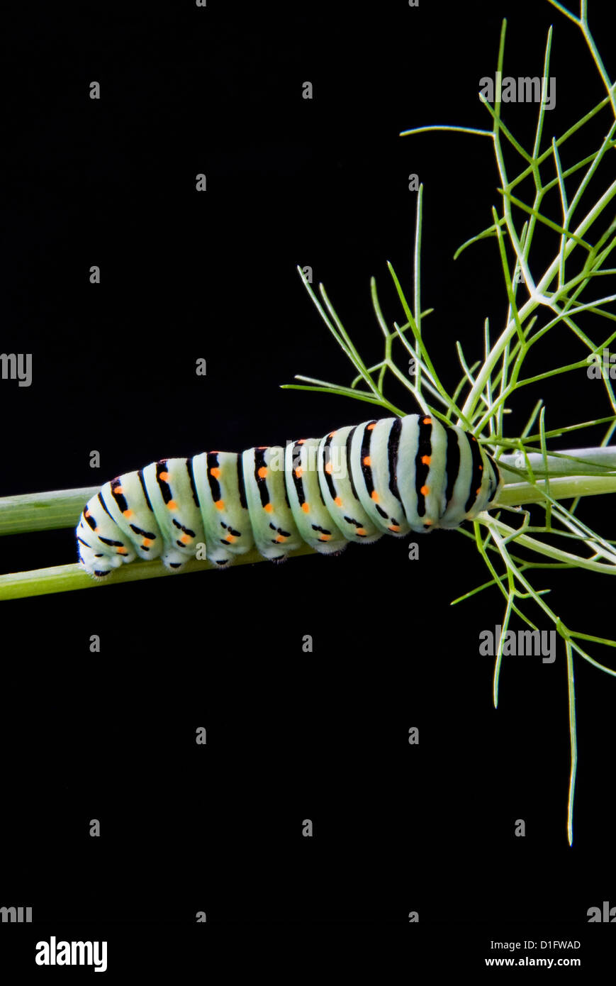 Papilio machaon larva, butterfly of the family Papilionidae, Italy ...