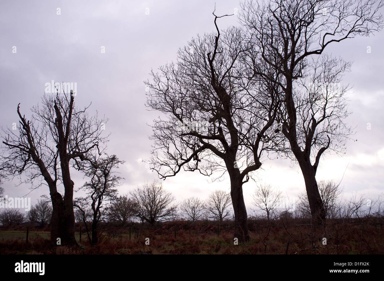 Trees in winter, Sutton Heath, Suffolk, UK Stock Photo - Alamy