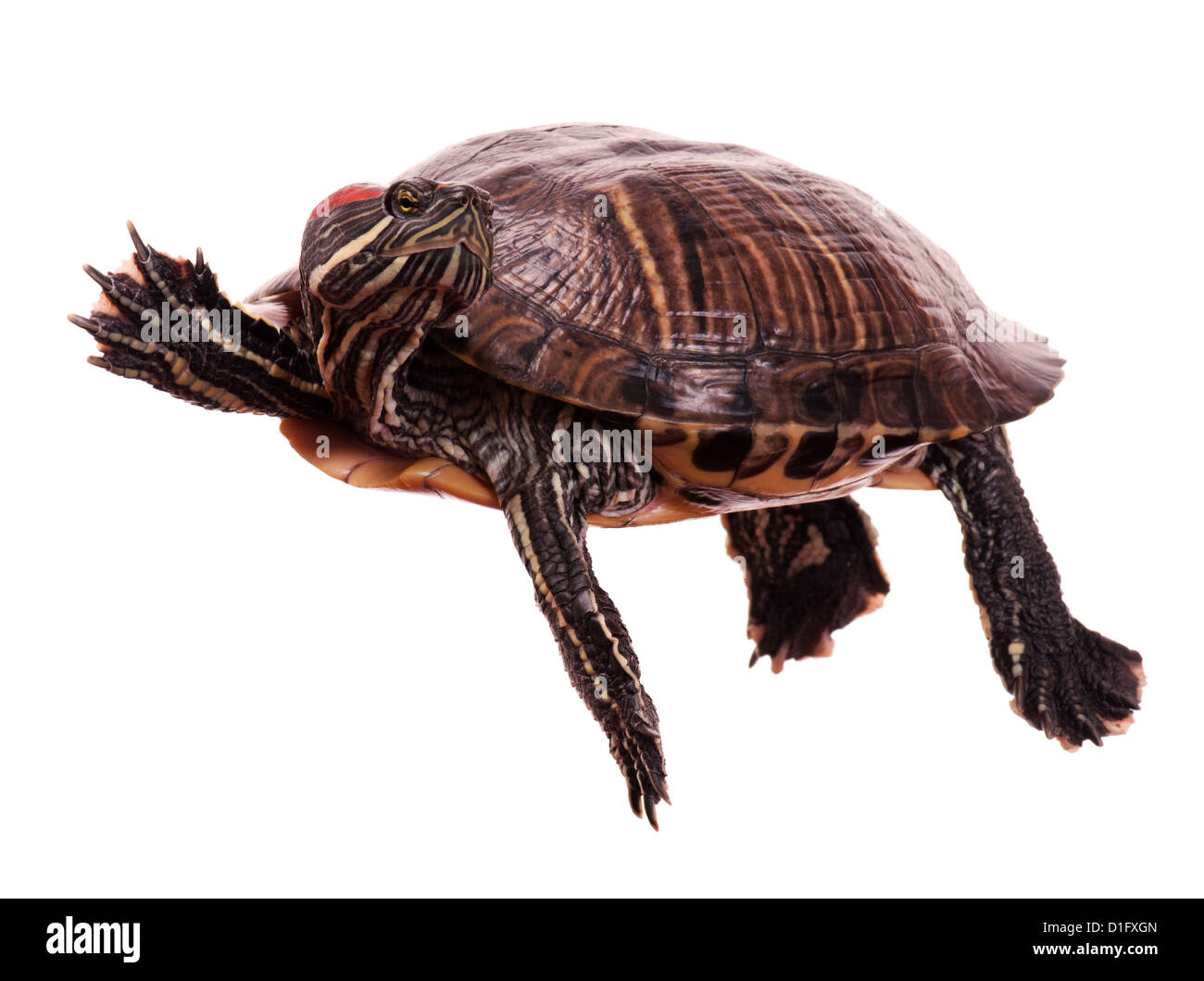 Isolated box turtle hi-res stock photography and images - Alamy