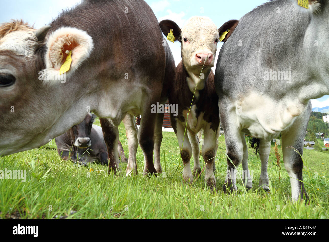 Happy cows hi-res stock photography and images - Alamy
