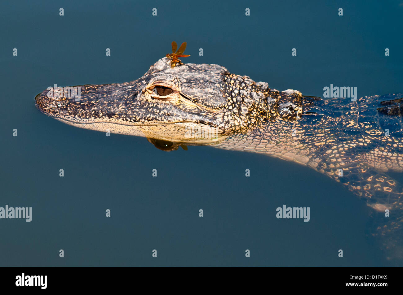 American alligator alligator mississippiensis hi-res stock photography ...