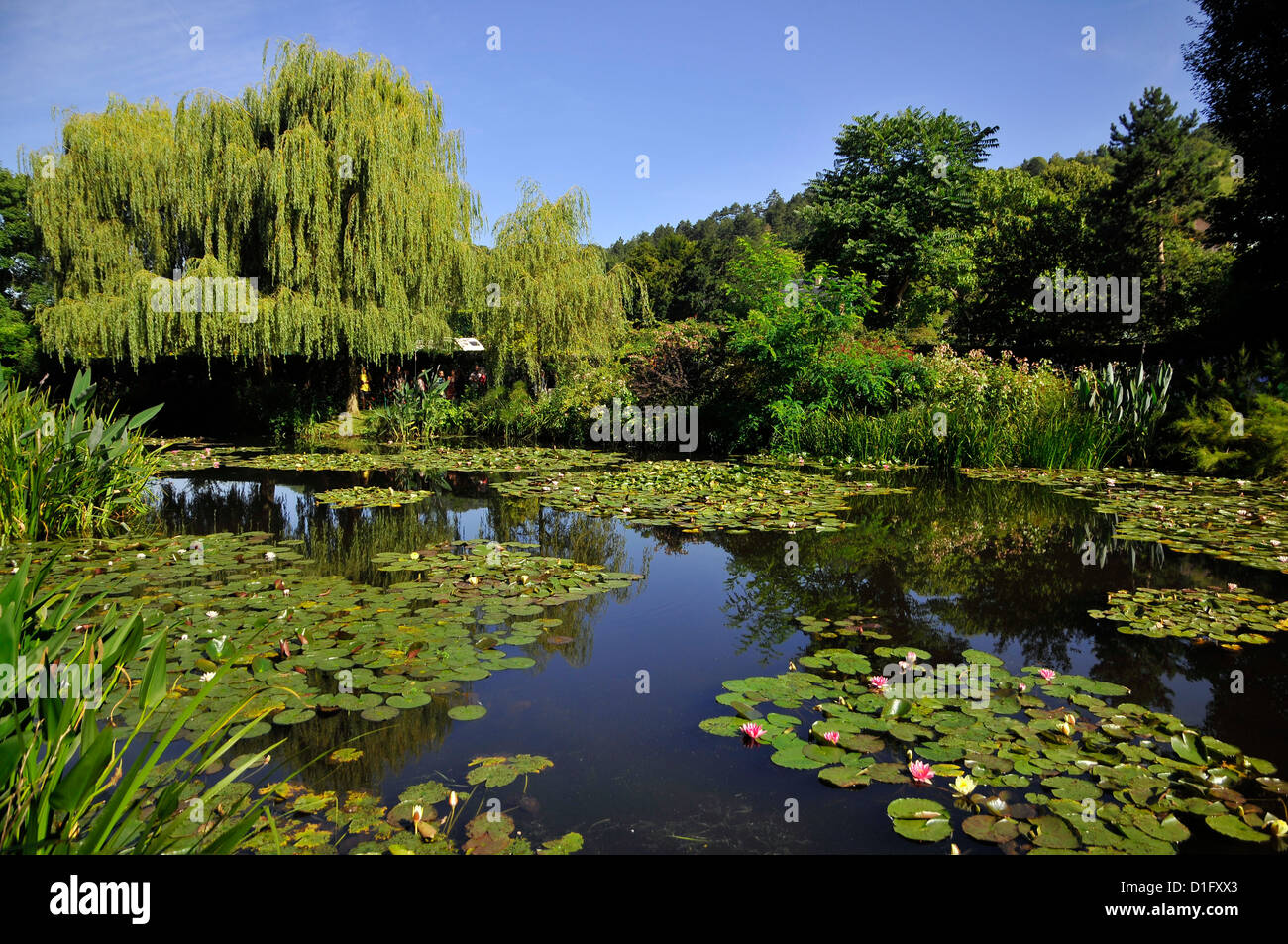 Claude Monet's garden in Giverny, France Stock Photo - Alamy