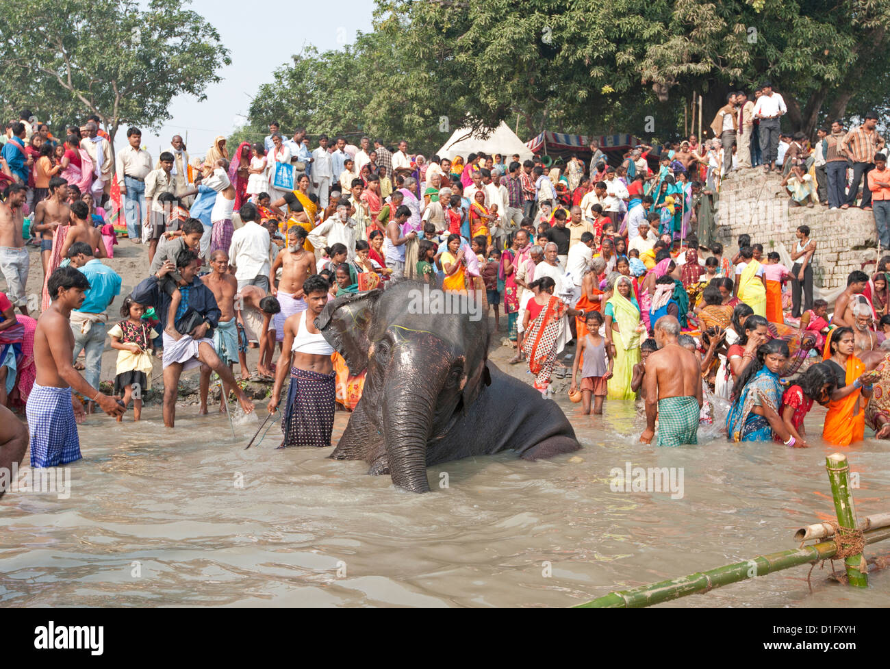 Elephant being washed near the banks of the River Ganges crowded with ...