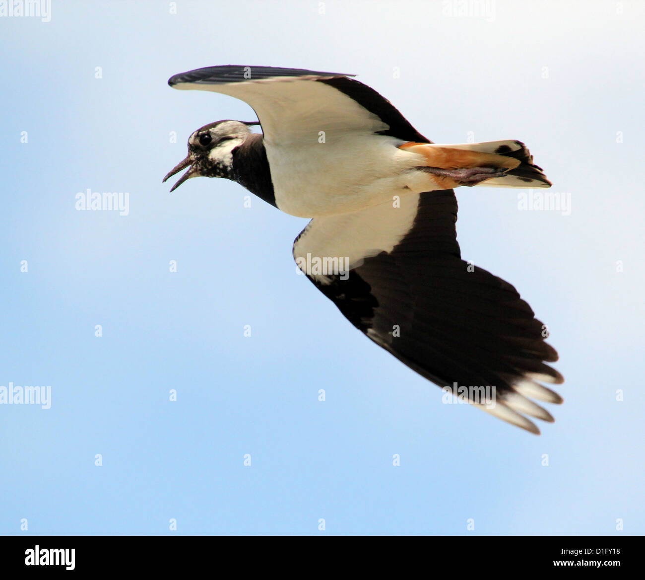 Lapwings in flight with blue sky hi-res stock photography and images ...