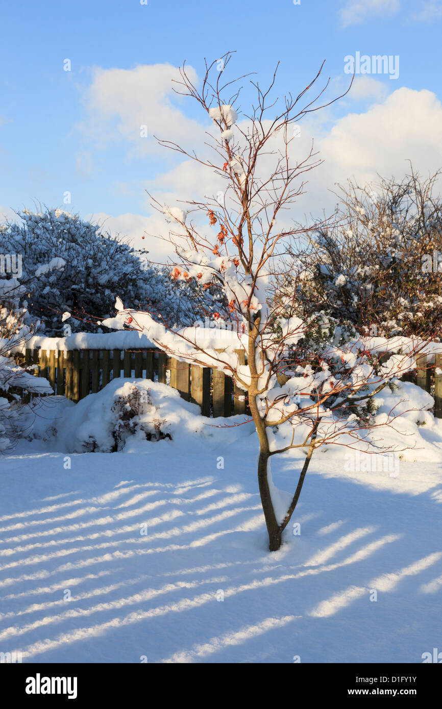 Fence shadow on snow in a back garden with small tree in winter on ...