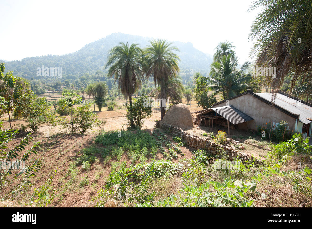 Vegetables growing in communal village plot in Saura tribal village ...