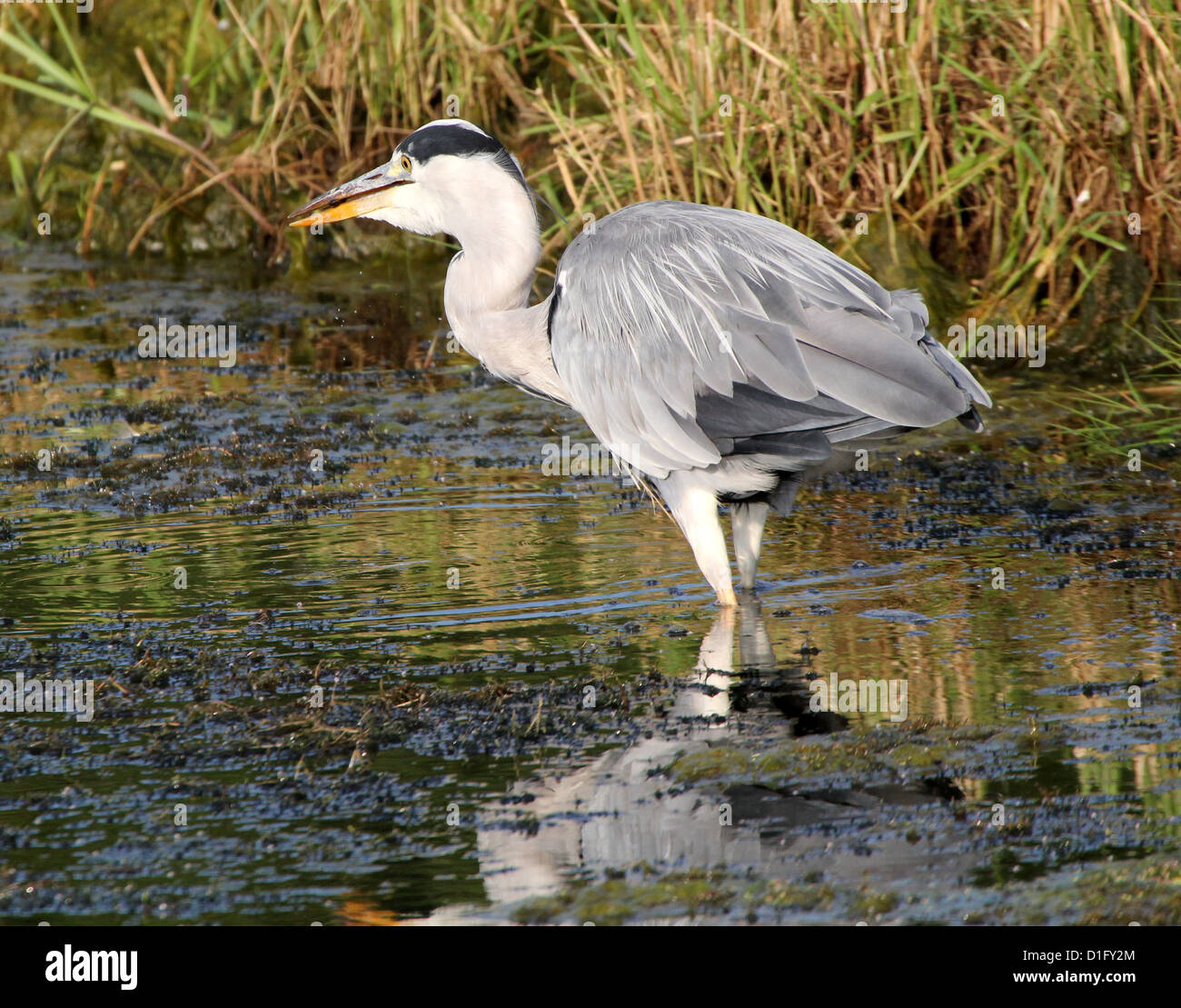 Europa real europea hi-res stock photography and images - Alamy
