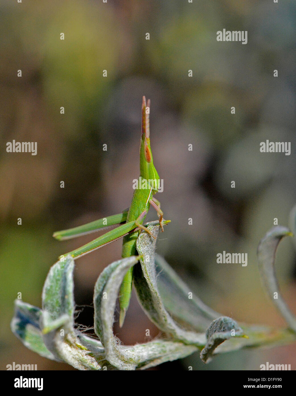 Macro picture of South African flowers and insects Stock Photo - Alamy