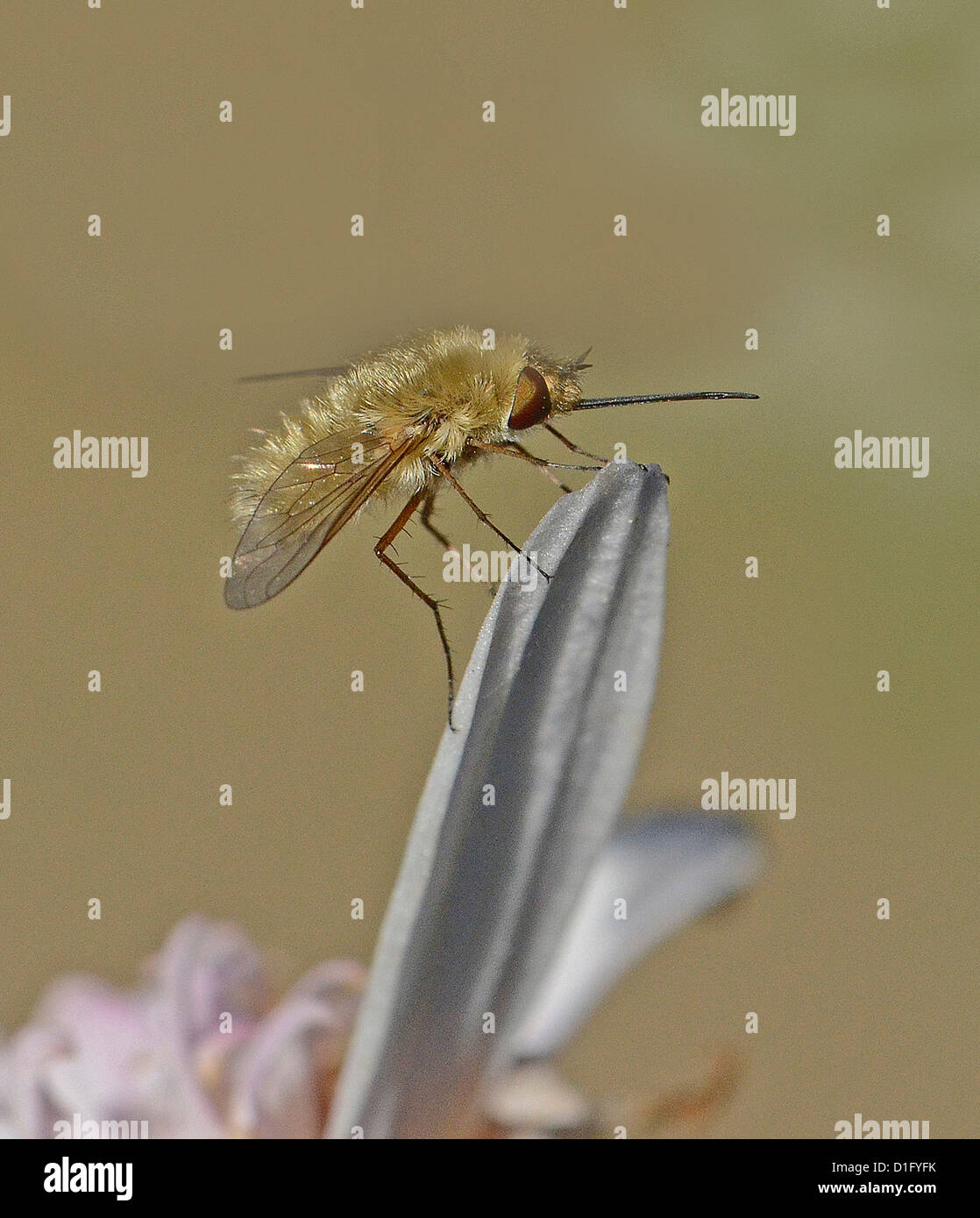 Macro picture of South African flowers and insects Stock Photo - Alamy