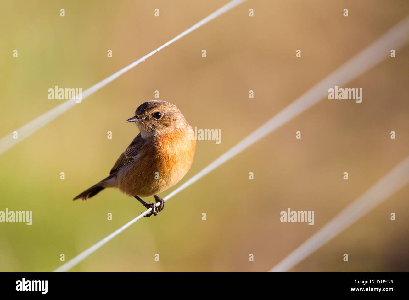 Female stonechat hi-res stock photography and images - Alamy