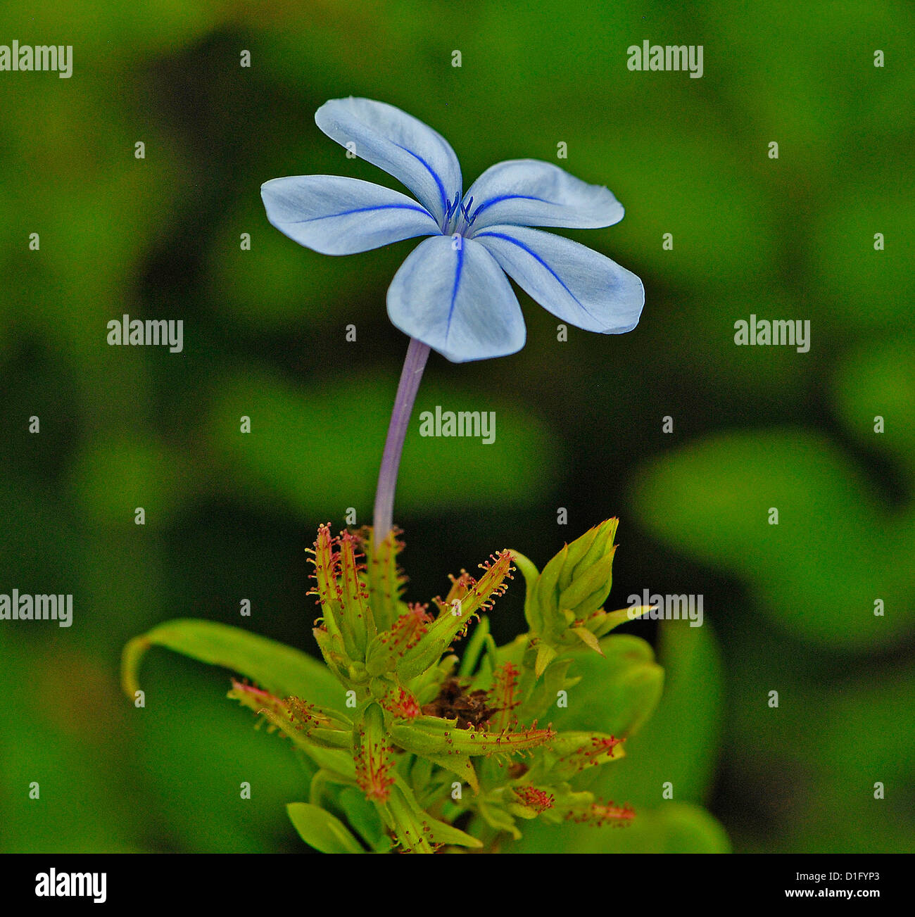 Pale blue plumbago flower, indigenous to South Africa. Favourite flower ...