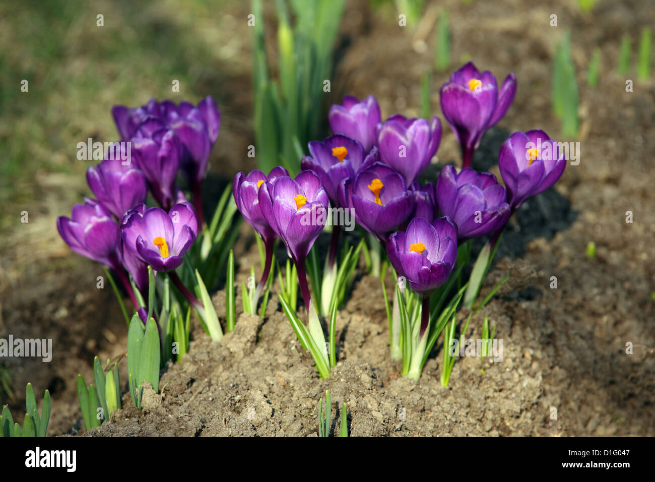 Small violet flowers covered by the sun Stock Photo - Alamy