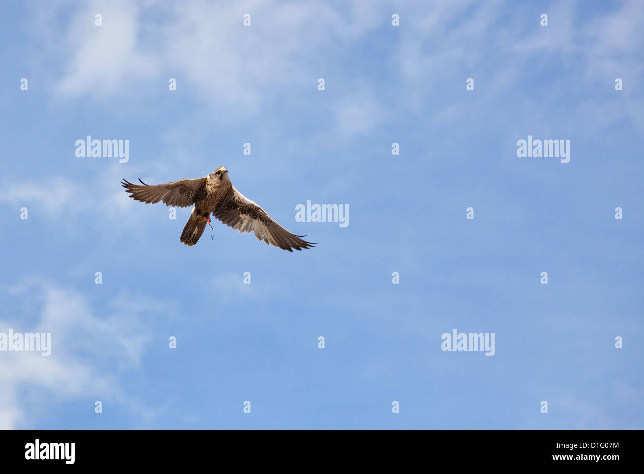 White saker falcon hi-res stock photography and images - Alamy