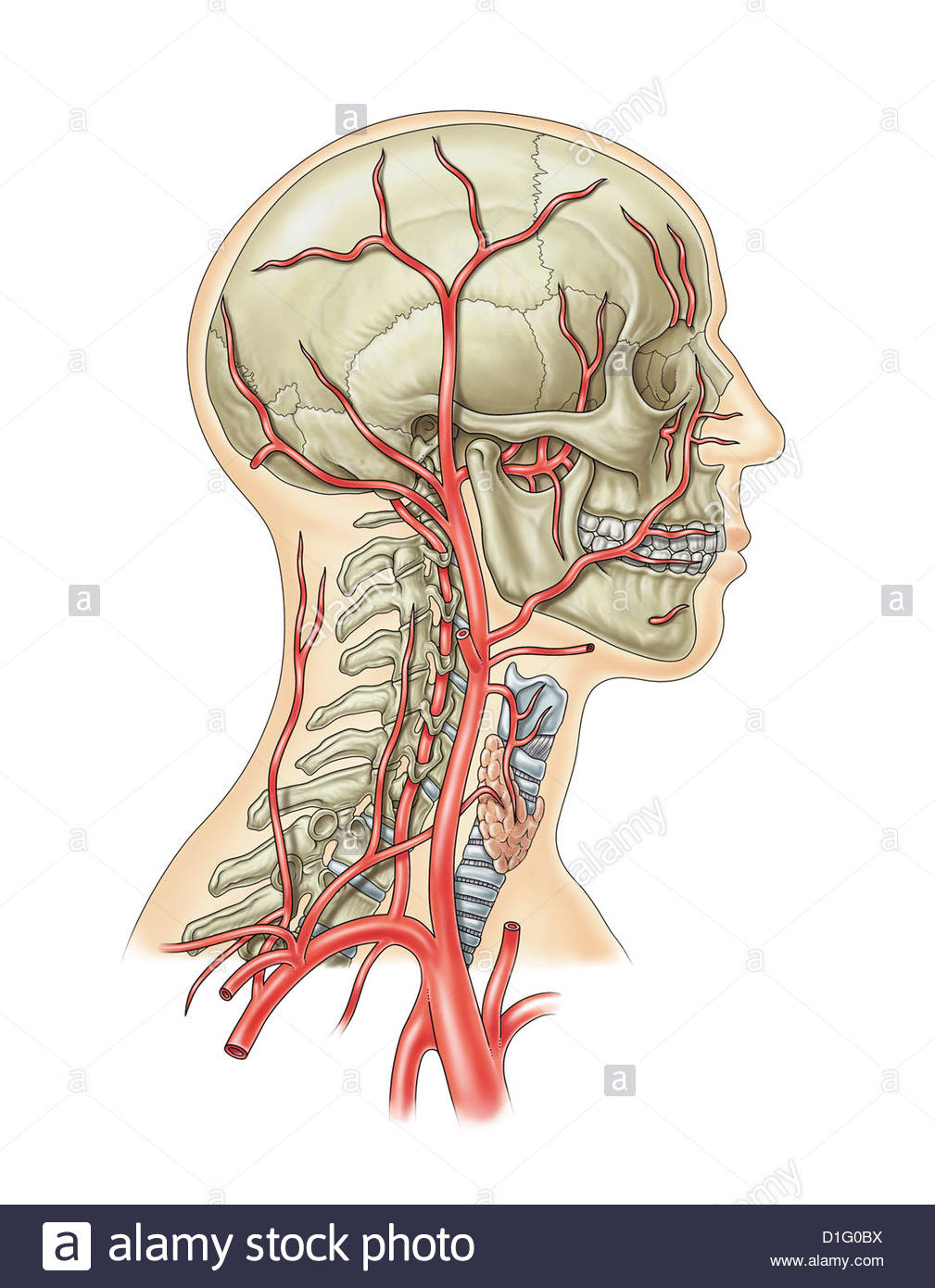 Aortic Arch Stock Photos & Aortic Arch Stock Images - Alamy