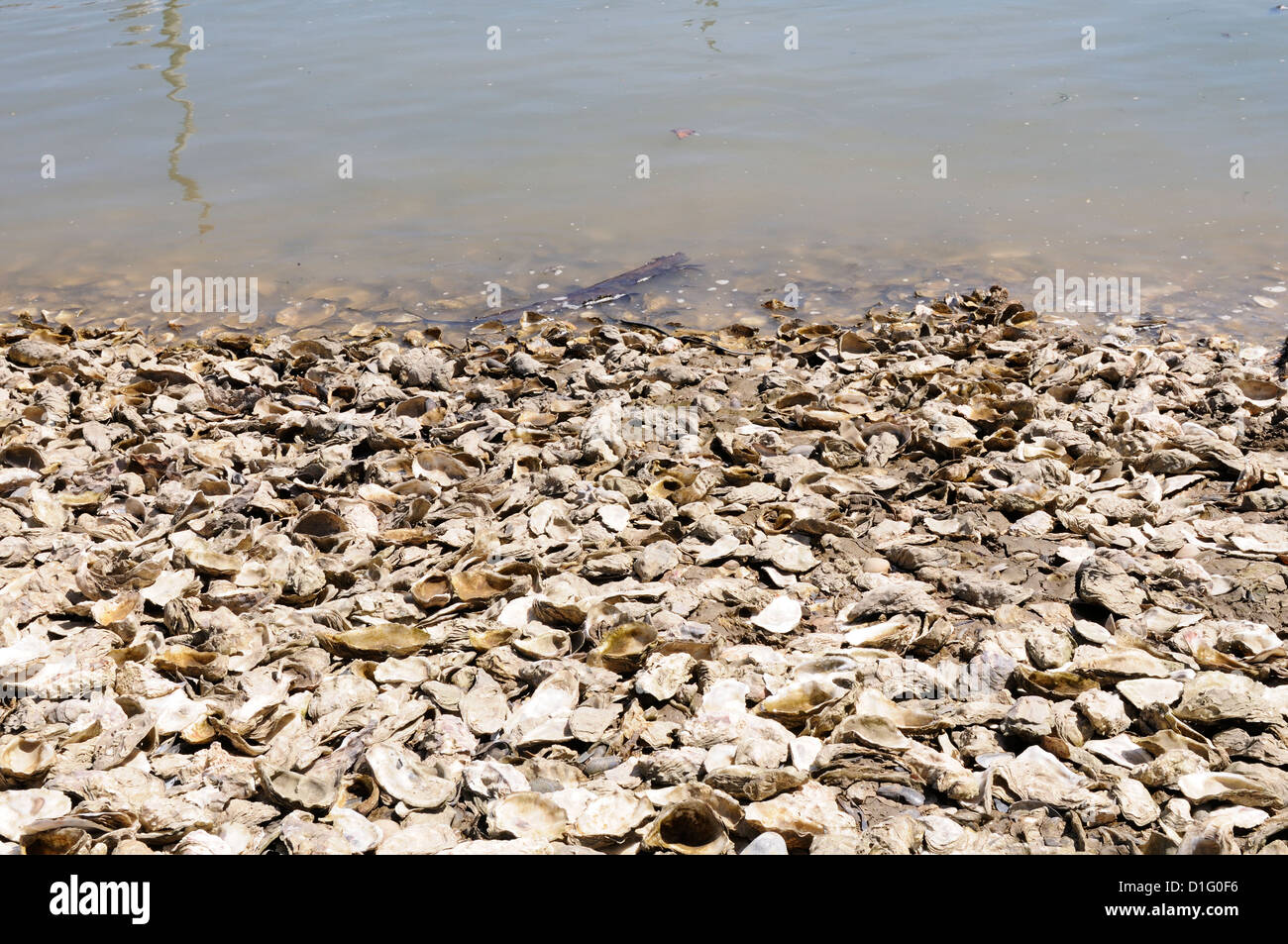 Stock photo of Oyster shells on beach in Marenes france Stock Photo - Alamy