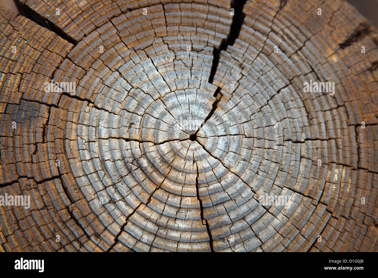 Dried out tree trunk hi-res stock photography and images - Alamy