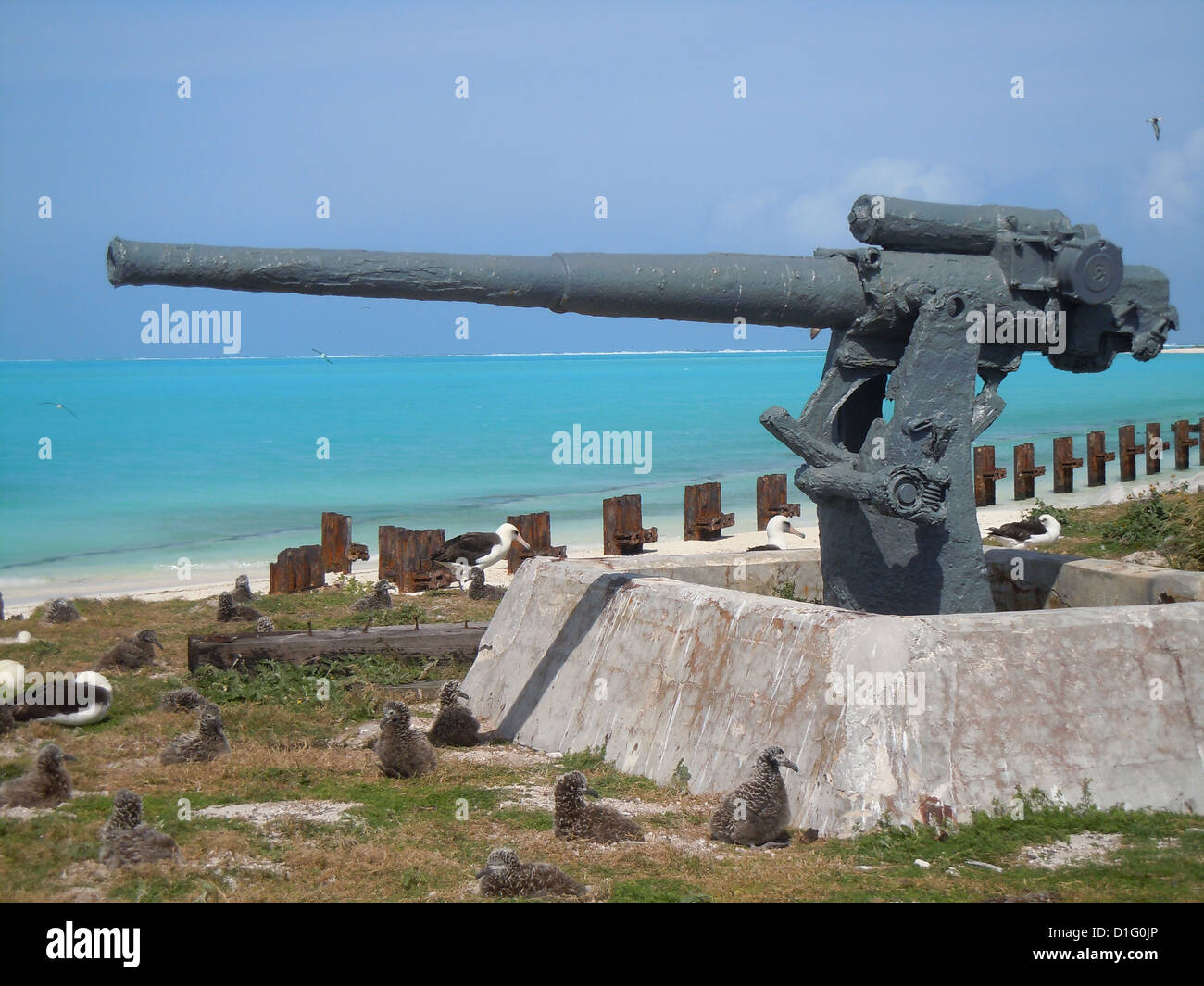 Albatross nests around a WWII gun emplacement on Midway Atoll Stock ...
