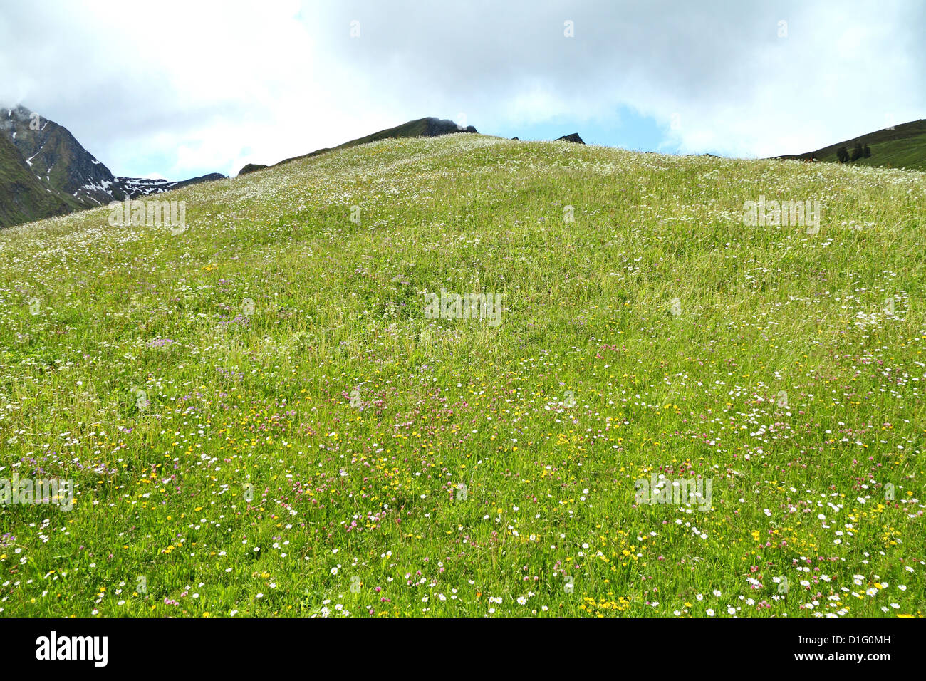 Buttercup Meadow in the Swiss Alps in the Canton St. Gallen ...