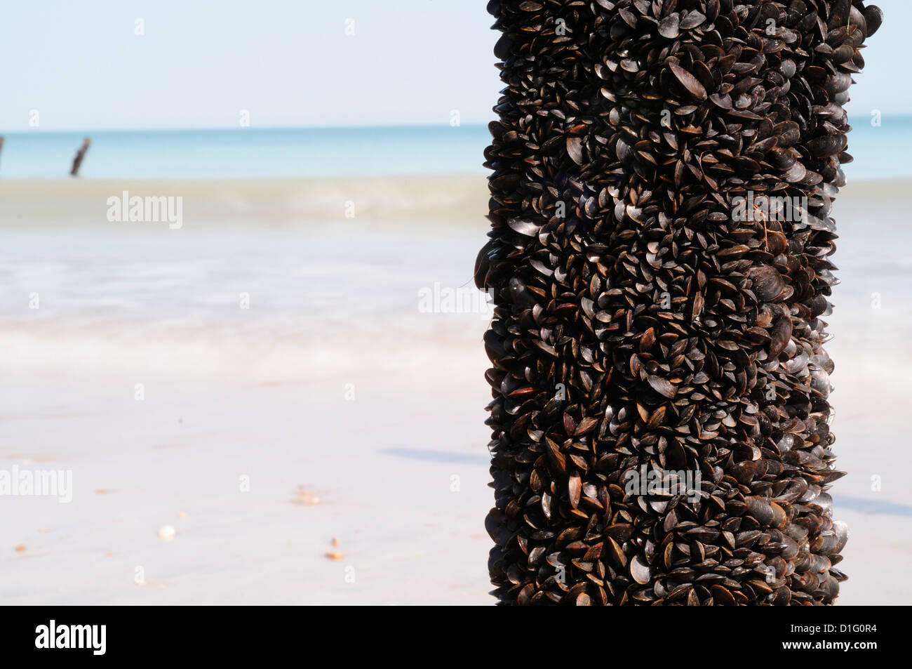 Mussels Growing High Resolution Stock Photography and Images - Alamy