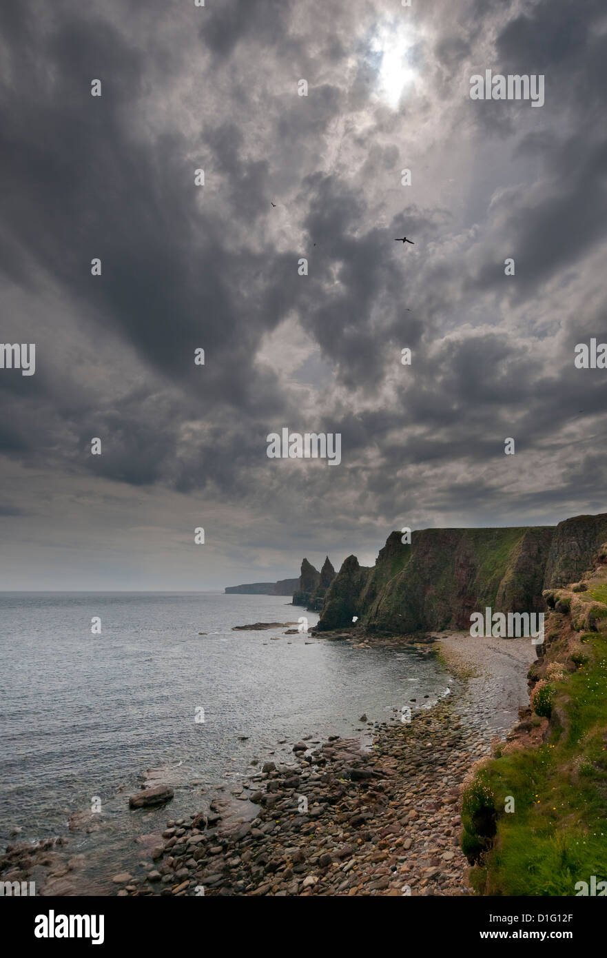 Cliffs and stacks at Dunnet Head, Caithness, Highland, Scotland; with ...