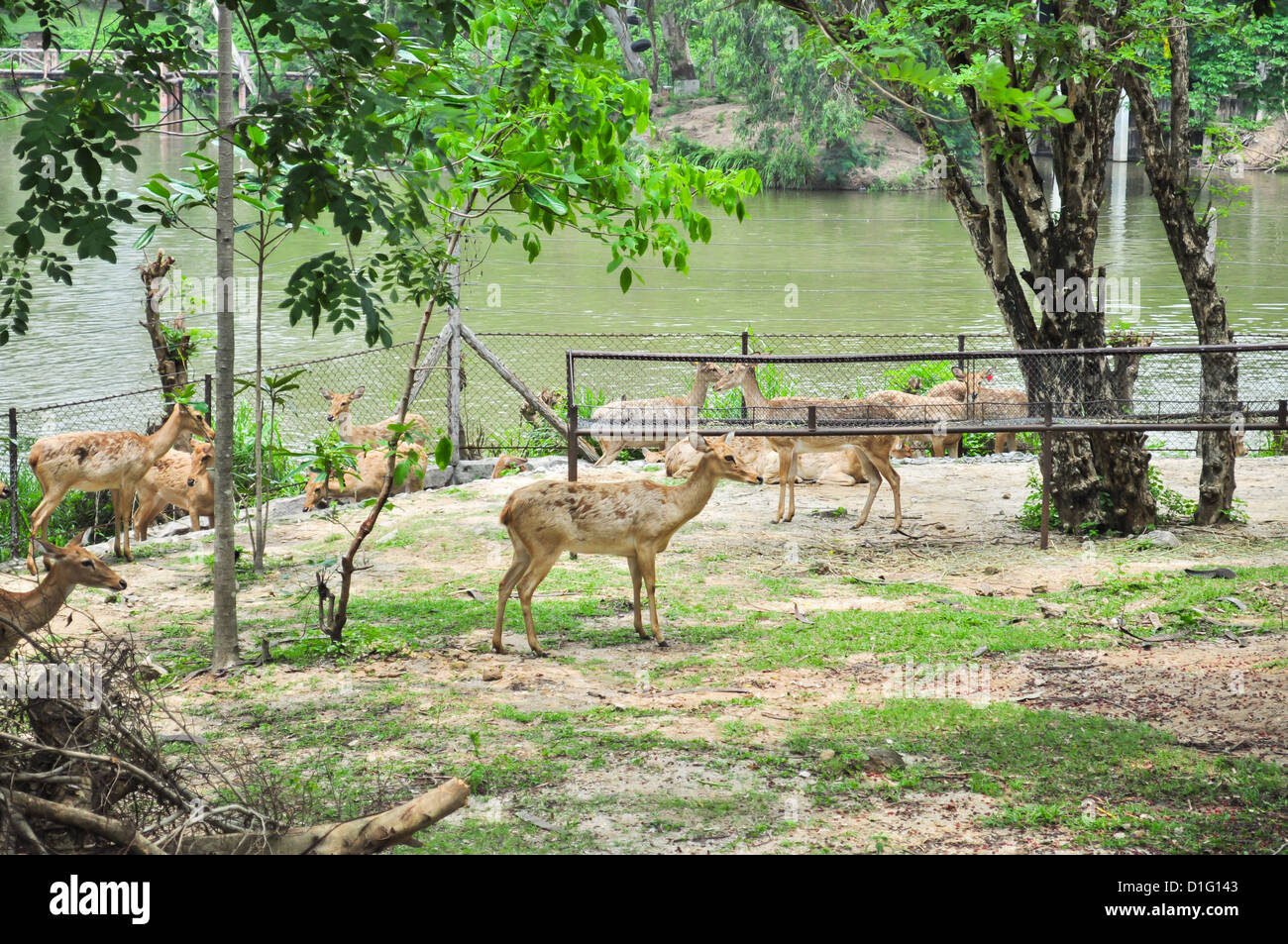 Zoo animal group hi-res stock photography and images - Alamy
