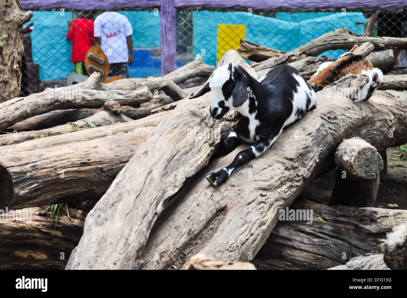 A goat in the open zoo waiting for food from tourists Stock Photo - Alamy
