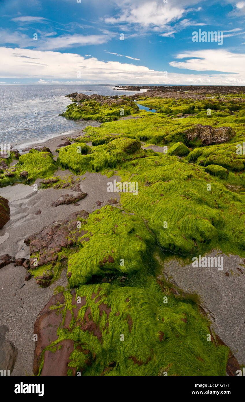 Chlorophyta hi-res stock photography and images - Alamy