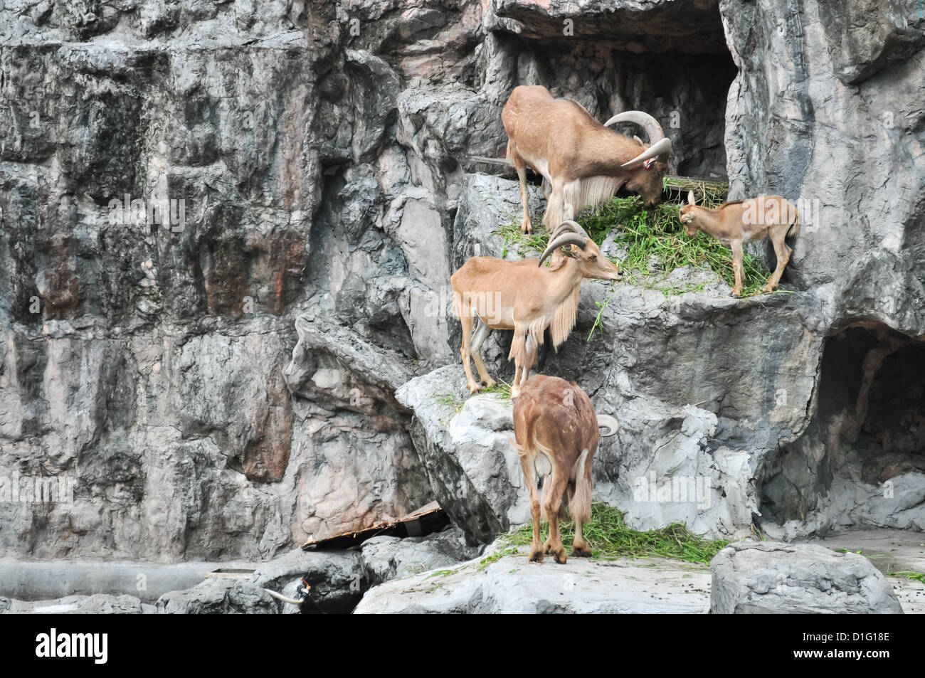 A group of mountain goat in a zoo Stock Photo - Alamy