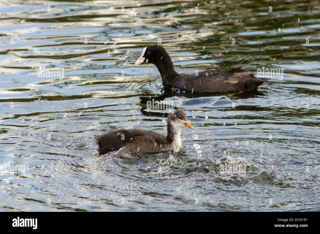 Young coot hi-res stock photography and images - Alamy