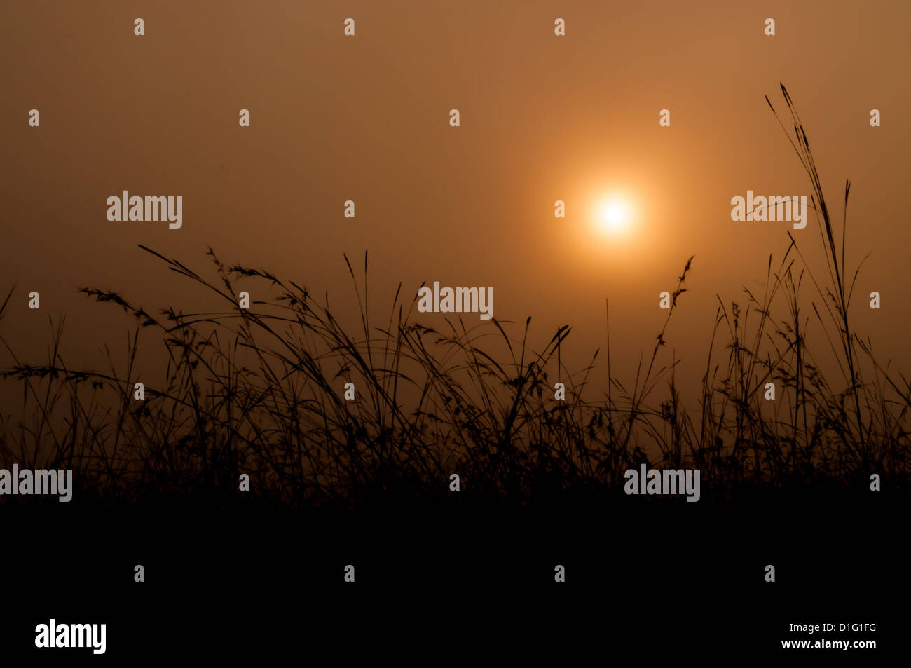 Misty forest morning hi-res stock photography and images - Alamy