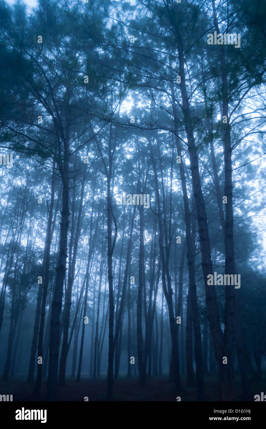 The misty pine tree forest at morning Stock Photo - Alamy