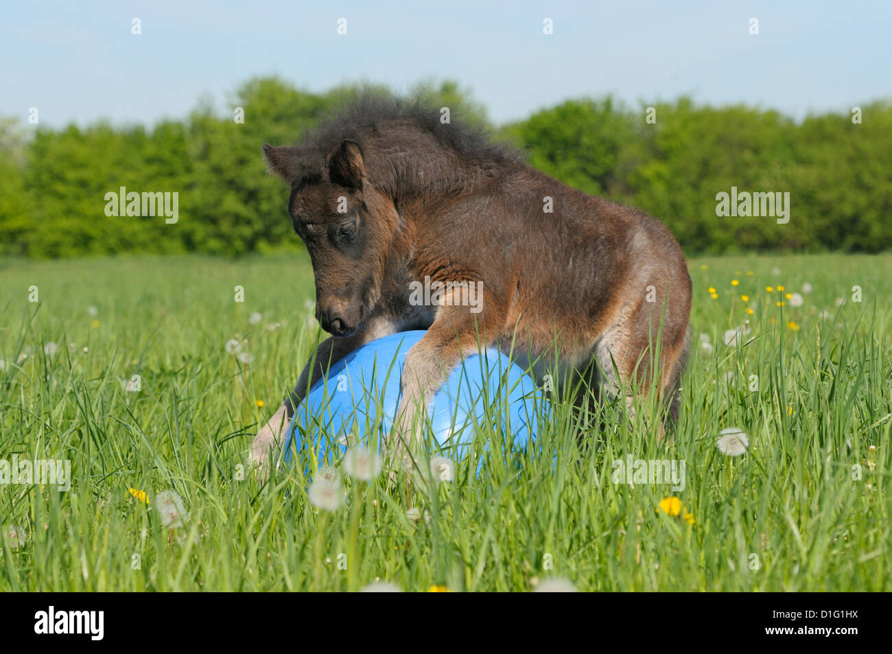 Horse Playing With Ball High Resolution Stock Photography and Images ...
